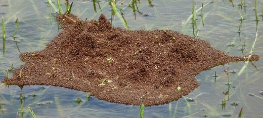 Fire Ants Morph Into 'Living Rafts' To Survive Floods Kids News Article